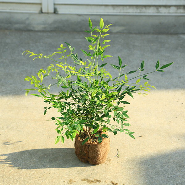 商品説明芽出しから青い葉が秋には黄色く色づき白い実がなります。撮影：11月＊数量物商品のため、写真とは若干樹形など異なる場合がございます。＊南天の実はついていない場合がございますので、ご了承ください。＜br/＞＊1-3月ごろは葉の入れ替わり...