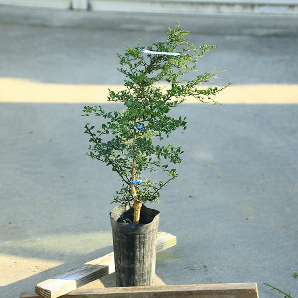 商品説明 オーストラリア原産の柑橘類で、その名の通り、指のような大きさ、形でライムのような爽やかな味の実をつけるのが特徴です。 5月〜6月に開花し、開花後9月〜10月には収穫期となります。 酸味や爽やかな味を効かせたい料理の添え物として近年...