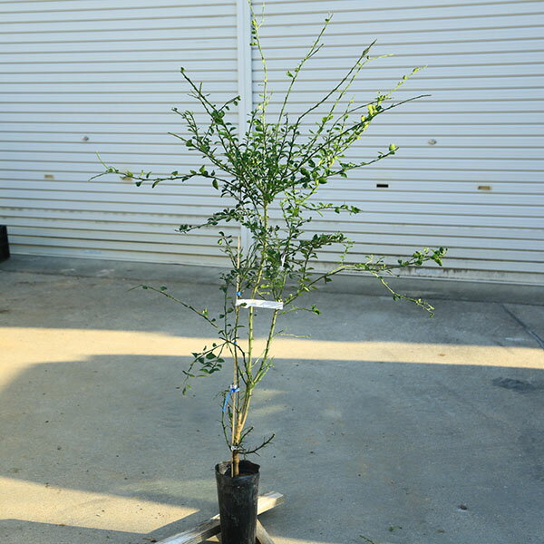 商品説明 オーストラリア原産の柑橘類で、その名の通り、指のような大きさ、形でライムのような爽やかな味の実をつけるのが特徴です。 5月〜6月に開花し、開花後9月〜10月には収穫期となります。 酸味や爽やかな味を効かせたい料理の添え物として近年...