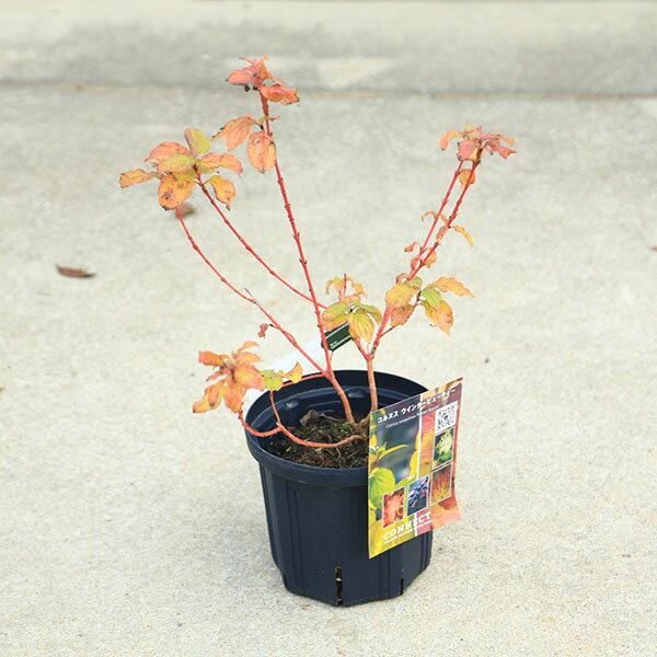 商品説明 樹種：コルヌスサンギネア ウィンタービューティー 落葉樹。初夏には白い花をつけ、秋には紅葉、そして冬には美しい色に染まる枝が特徴です。 ウィンタービューティーは淡い黄色い枝が秋冬に向けて上部が赤く染まり、下部の黄色い部分とのグラデ...