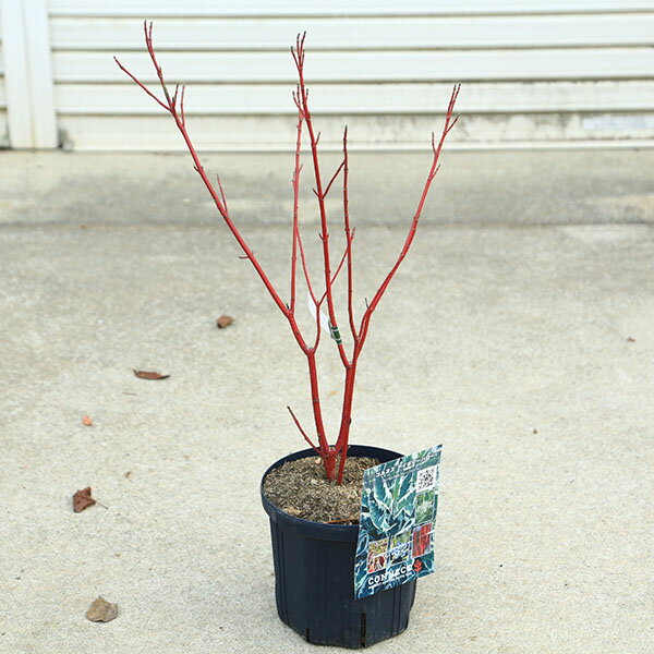 商品説明 樹種：コルヌスアルバ　アイボリーハロー 落葉樹。春には白い花をつけ、秋には紅葉、そして冬には美しい色に染まる枝が特徴です。 アイボリーハローは春から夏にはクリーム色の覆輪葉がでます。秋にピンク色が入り美しい紅葉となります。 秋の実...