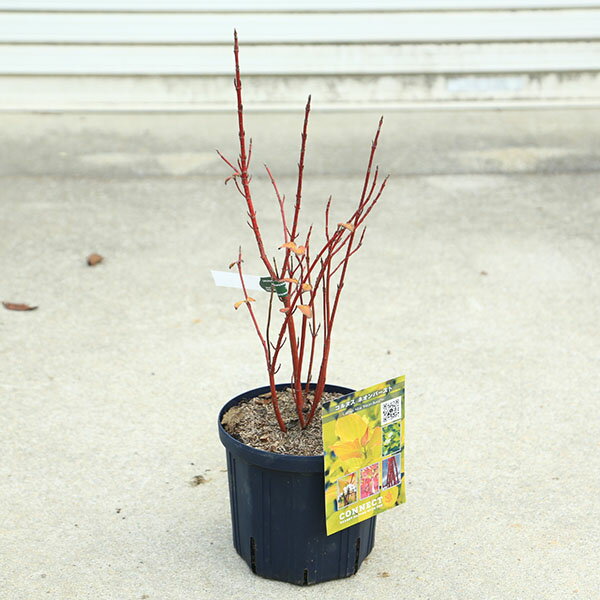 商品説明 樹種：コルヌスアルバ　ネオンバースト 落葉樹。春には白い花をつけ、秋には紅葉、そして冬には美しい色に染まる枝が特徴です。 ネオンバーストは芽出しから黄色の葉をつけてその後黄緑色、秋には赤く紅葉する年間通して鮮やかな品種です。実が白...