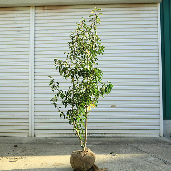 商品説明 常緑高木 樹種：ソヨゴ　 撮影日：12月　 常緑高木樹 風に吹かれて葉が擦れ合うときに特徴的な音がする樹木です。シンボルツリーとしてオススメです。 雌雄異株で秋に赤い実をつけます。ちなみに雌木だけでも実をつけます。 株立ちではなく...