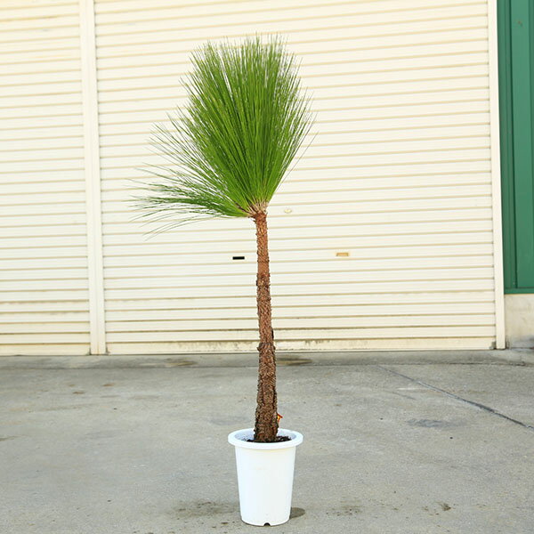 商品説明成長はゆっくりですが、大木になる松の一種です。松ぼっくりも巨大です。撮影：12月＊数量物商品のため、若干樹形が異なる場合がございます。　サイズポット径：約18cm　樹高：約100cm　全高：120cm育て方について置き場所：日当たり...