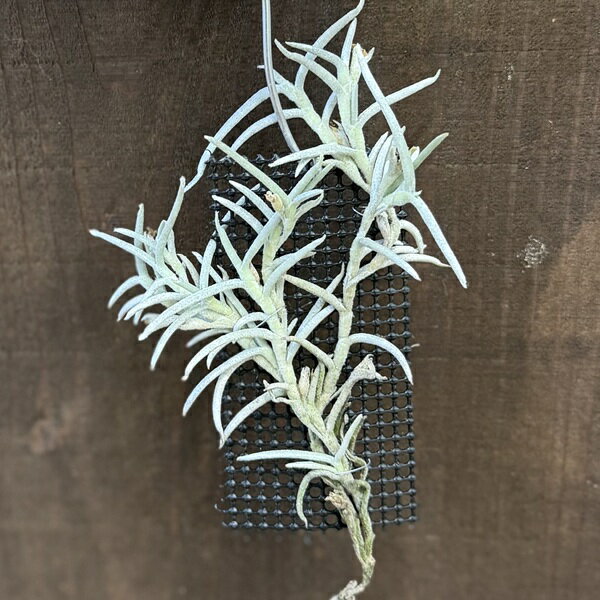 商品説明 科目：パイナップル科／属名：チランジア属／花言葉：不屈／非耐寒性多年草 耐寒温度約10℃（環境・生育状況により変わります） ＊数量ものの為、写真と若干形状が異なる場合がございます。ご購入時期により開花中、開花後の場合がございます。...