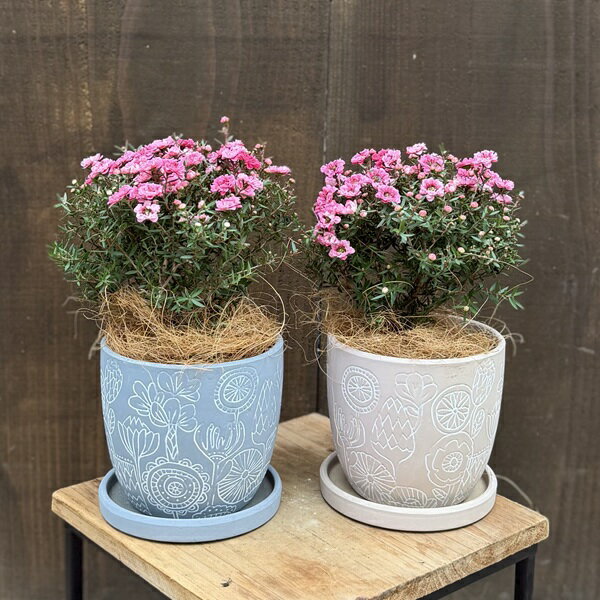 商品説明 科目：フトモモ科／属名：レプトスペルマム属／別名：レプトスペルムム・ティーツリー／花言葉：／半耐寒性常緑低木／耐寒温度：0℃／草丈：30〜200cm（環境・生育状況により変わります。） 撮影日：12月 ※写真は見本となります。樹形...