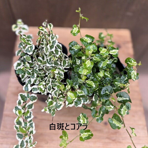 商品説明 立体感のある可愛い葉っぱが寄せ植えやハンギングに使いやすく、室内でも屋外でも育てやすいプミラのセットです。 クワ科　イチジク属　非耐寒性常緑低木 撮影日：12月 ※写真は見本となります。樹形やボリュームなど多少異なります。 ※植物...