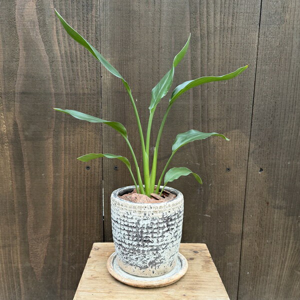 商品説明 スタイリッシュにスッと伸びた葉が存在感抜群です！ ストレリチアは育成段階や風で葉が擦れたり、移動する際に傷が付く事があります。 ですが、生育は旺盛で春〜夏は新しい葉をどんどん出してくれます。 外傷性の傷は、生育上の問題はございませ...