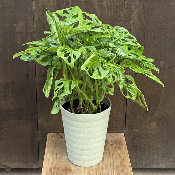 商品説明 科目：サトイモ科／属名：モンステラ属／半耐寒性常緑蔓性多年草／耐寒温度0℃（環境・生育状況により変わります） 撮影日：1月 ※写真は見本となります。樹形やボリュームなど多少異なります。 ※植物ですのでお届け時期により状態は変わりま...