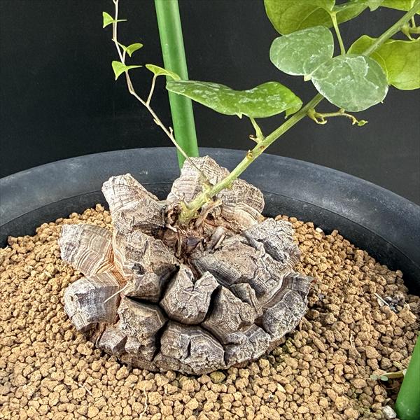 商品説明 ガメラの甲羅のようなデコボコが人気のコーデックス、ディオスコレア・エレファンティペス。亀甲竜という名前で呼ばれています。 冬型塊根植物の代表種です！ 大きくなるにつれて、株のデコボコが深く大きくなり、迫力満点！ 科目：ヤマノイモ科...