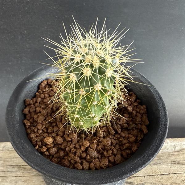 商品説明 黄緑色のボディに黄金の刺を豪壮にまとうレッペンハーゲニー。 弊社多肉担当のスタッフ赤松の実生です。 　 科目：サボテン科 　フェロカクタス属　　原産地：メキシコ 撮影：2025年11月18日 ※数量物の為、若干樹形が異なる場合がご...
