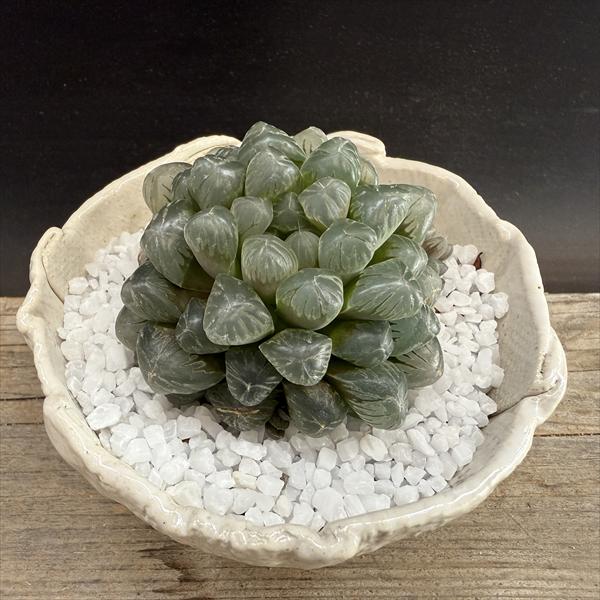 商品説明 多肉植物：ハオルチア オブツーサ 陶器鉢入り 撮影日：11月 プルプルでゼリーみたいな質感のキラキラ窓が美しいオブツーサ。 科目：ツルボラン科(ユリ科)　 ハオルチア属 　原産地：南アフリカ 雰囲気のある信楽焼の陶器鉢入り。 素敵...