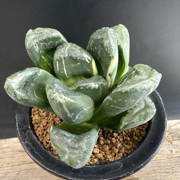 商品説明 万象の交配種で、巨大で厚い葉が特徴的な「ウド」。 きれいな斑入りです。 科目：ツルボラン科(ユリ科)　 ハオルチア属 　原産地：南アフリカ 撮影：2025年11月9日 ＊写真の現品をお届けします。 サイズ 本体幅：約9cm　 樹高...