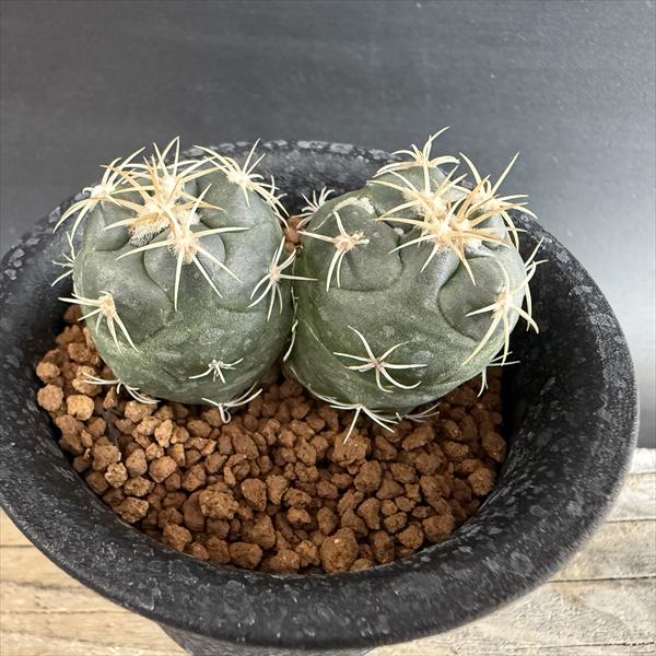 商品説明 コリファンタ象牙丸は、大きくなるとモコモコと濃い緑の丸みを帯びたこぶを連ねる品種です。頭が2個のかわいい株です。 科目：サボテン科 　コリファンタ属　原産地：メキシコ中部 撮影：2024年10月14日 ＊写真の現品をお届けします。...