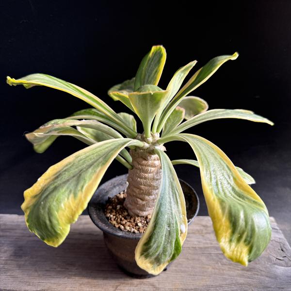 商品説明 ユーフォルビア　ポイソニー。 いかにも猛毒もっている名前です。 白っぽい幹から、黄色と緑ミックスの美しい斑入り葉を展開させています。信楽焼の鉢に植えています。信楽焼の鉢は排水よく適度な厚みで植物を管理しやすい作りになっています。 ...