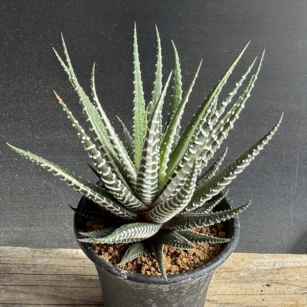 商品説明 硬葉ハオルチアの十二の巻の斑入りで、白〜緑のグラデーションの葉色、ボーダーの白線がかわいいです。 科目：ツルボラン科(ユリ科)　 ハオルチア属 　原産地：南アフリカ 撮影：2025年11月22日 ※数量ものの為、写真と若干形状が異...