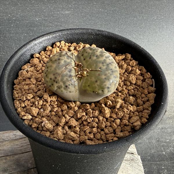 商品説明 ぷっくりとした可愛いシルエットの多肉植物です。 リトープスはこのユニークな葉型・多彩な色の美しさから「生きる宝石」と呼ばれています。 古い葉が割れ、脱皮をして成長します。「玉型メセン」とも呼ばれます。 冬型植物で、秋の生育期に花を...