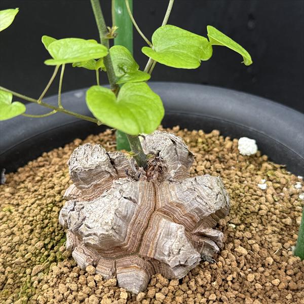 商品説明 ガメラの甲羅のようなデコボコが人気のコーデックス、ディオスコレア・エレファンティペス。亀甲竜という名前で呼ばれています。 冬型塊根植物の代表種です！ 大きくなるにつれて、株のデコボコが深く大きくなり、迫力満点！ 科目：ヤマノイモ科...