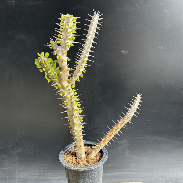 商品説明 亜竜木は、鋭いトゲの隙間から小判型の小さな葉が生えてきます（寒くなると落葉します）。 別名「金棒の木」！ 科目：ディディエレア科 (カナボウノキ科)アローディア属 　原産地：マダガスカル 撮影：2025年11月28日 ＊写真の現品...