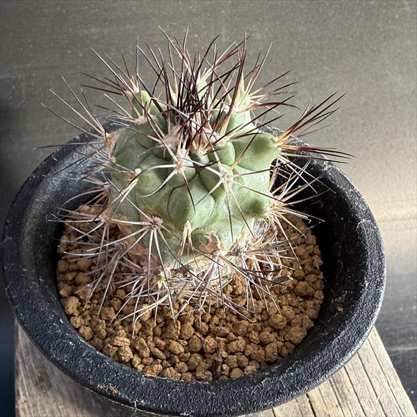 商品説明 青磁色の肌が美しい黒槍丸です。 科目：サボテン科 　ギムノカクタス属　　原産地：メキシコ 撮影：2025年12月7日 ＊写真の現品をお届けします。 サイズ 本体幅：約3.5cm　 樹高：約4.5cm　 鉢径：7.5cm 育て方につ...