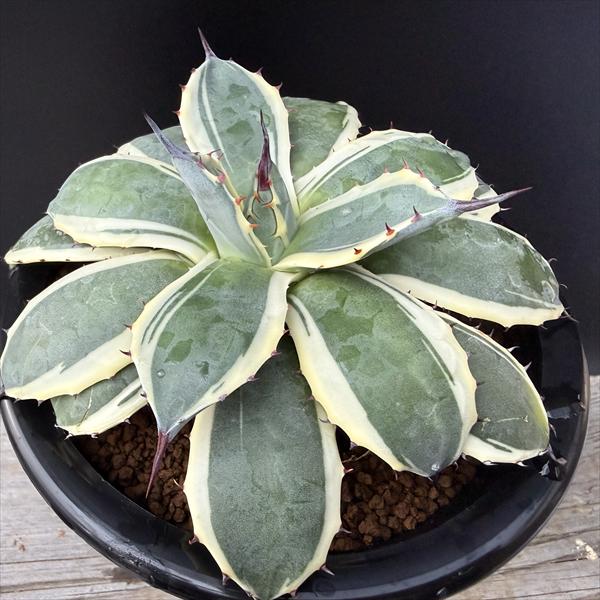 商品説明 アガベ メリコ錦は、クリームスパイクと呼ばれ、きれいな斑入りのアガベです。 ギラっと上を向いて展開しはじめ、青っぽい刺もいかつくなります。 科目：リュウゼツラン科 　アガベ属 　原産：メキシコ撮影：2025年12月12日 ＊写真の...