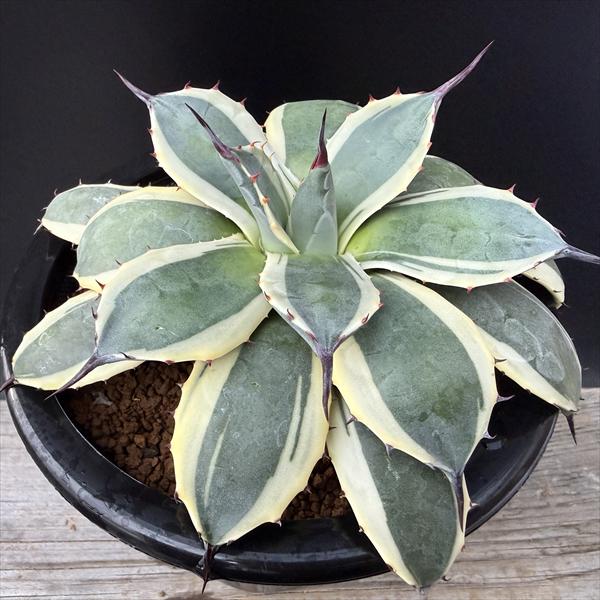 商品説明 アガベ メリコ錦は、クリームスパイクと呼ばれ、きれいな斑入りのアガベです。 ギラっと上を向いて展開しはじめ、青っぽい刺もいかつくなります。 科目：リュウゼツラン科 　アガベ属 　原産：メキシコ撮影：2025年12月12日 ＊写真の...