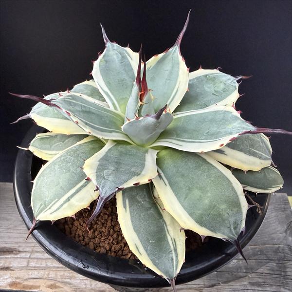 商品説明 アガベ メリコ錦は、クリームスパイクと呼ばれ、きれいな斑入りのアガベです。 ギラっと上を向いて展開しはじめ、青っぽい刺もいかつくなります。 科目：リュウゼツラン科 　アガベ属 　原産：メキシコ撮影：2025年12月12日 ＊写真の...