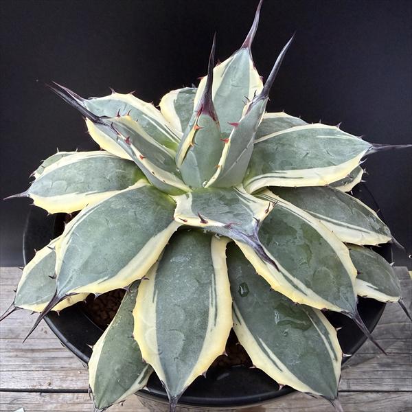 商品説明 アガベ メリコ錦は、クリームスパイクと呼ばれ、きれいな斑入りのアガベです。 ギラっと上を向いて展開しはじめ、青っぽい刺もいかつくなります。 科目：リュウゼツラン科 　アガベ属 　原産：メキシコ撮影：2025年12月12日 ＊写真の...