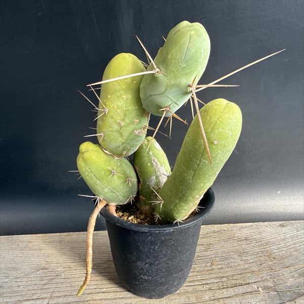 商品説明 とってもユニークな見た目で大好きなのですが、 なかなか人前で好きだと公言するのが、なぜか照れてしまってはばかられるサボテンです。 成長は割と早いです。 たくさん傷があります。画像でご確認の上、ご了承ください。 科目：サボテン科 　...