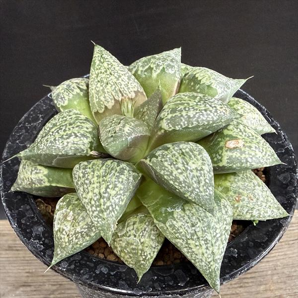 商品説明 モザイクピクタと言われる、複雑な模様が美しいピクタです。 密な白点のあいだを縫うような模様が見飽きない魅力を持っています。 名人Y氏の実生です。 科目：ツルボラン科(ユリ科)　 ハオルチア属 　原産地：南アフリカ 撮影：2025年...