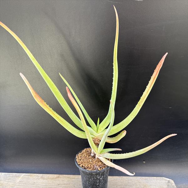 商品説明 アロエ ムンチーは大型になるアロエです。流通量が少ないレアなアロエです。 幹立ちしてゆきます。 科目：ユリ科　アロエ属　原産地：アフリカ 撮影：2025年12月27日 ＊写真の現品をお届けします。 サイズ 本体幅：約23cm　 樹...