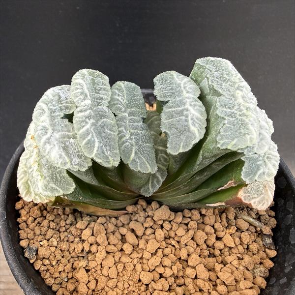 商品説明 ハオルチアの中でも、玉扇(ぎょくせん）は半透明の「窓」をもち、「窓」部分がさまざまな模様になり独特の雰囲気になります。 科目：ツルボラン科(ユリ科)　 ハオルチア属 　原産地：南アフリカ 撮影：2026年1月9日 ＊写真の現品をお...