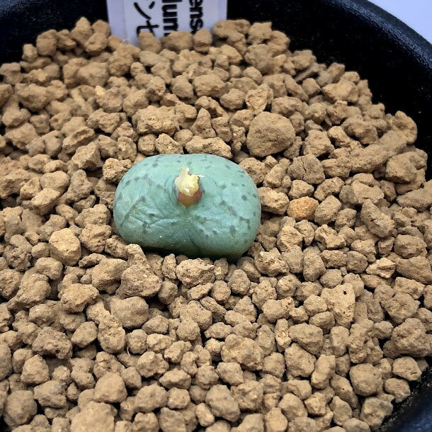 商品説明 コノフィツムはメセンと呼ばれる冬型多肉植物の代表種です。 外敵から身を隠すために、小石に似せた姿になっています。 暑い時期は休眠し、秋から冬にかけ脱皮して成長します。※4月〜9月は薄皮をかぶった休眠状態でのお届けとなります。休眠期...