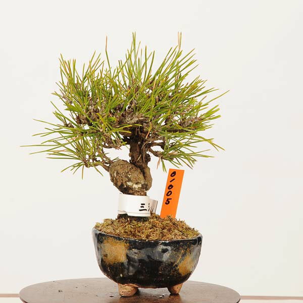 商品情報 樹種：三河黒松 撮影日：2026年01月17日 常緑樹。黒松は盆栽界で代表的な樹種のひとつで、雄々しい姿から『男松』とも呼ばれています。 黒松ならではの幹肌の時代感も見ごたえがあります。 サイズ 樹高：約13cm　横幅：約13cm...