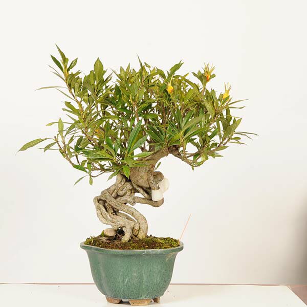 商品情報 樹種：実成くちなし 撮影日：2026年01月17日 常緑樹。初夏に白い花が咲き、そこに実をつけます。くねった迫力ある古味を帯びた幹が魅力です。 サイズ 樹高：約32cm　横幅：約36cm　鉢径：約18.5cm 手入れ 水遣り・・・...