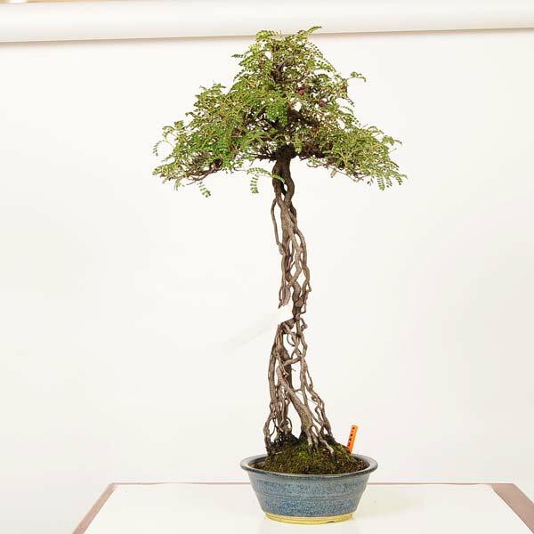商品情報 樹種：磯山椒(いそざんしょう) 撮影日：2026年01月17日 常緑樹。濃い緑色のテリのある葉がかわいいです。 古味を帯びた根上がりの幹が魅力です。 根上がり樹形は縁起物として非常に縁起が良いといわれております。 サイズ 樹高：約...