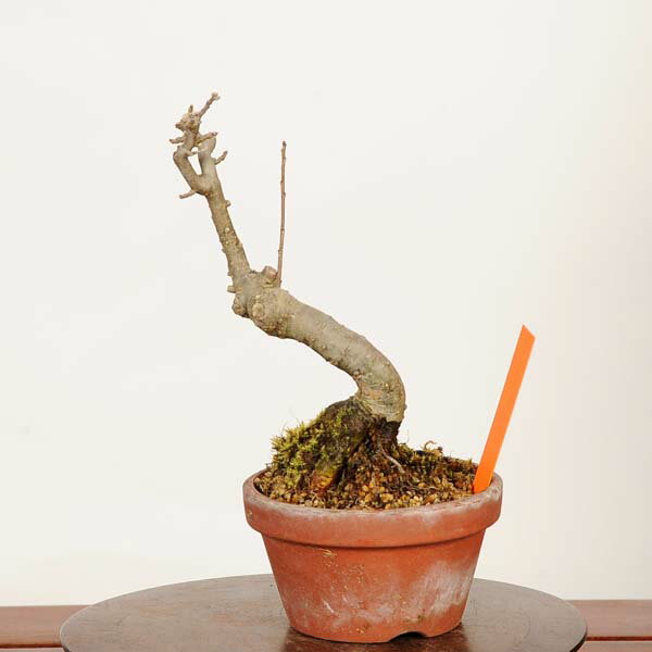 商品情報 樹種：梅擬（うめもどき） 撮影日：2026年02月13日 落葉樹。 秋には実が赤く色づきます。 冬の落葉後に枝に残る赤い実が魅力です。太い幹が魅力です。今は鉢なので見ごたえが分かりにくいですが、 お好みの盆栽鉢に植えてもらうと、か...