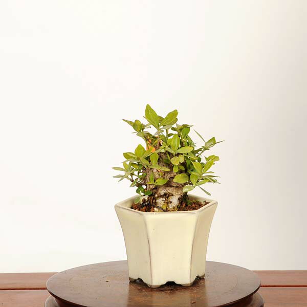 商品情報 樹種：実成くちなし 撮影日：2026年02月13日 常緑樹。初夏に白い花が咲き、そこに実をつけます。どっしりとした太い幹です。 サイズ 樹高：約8.5cm　横幅：約8cm　鉢径：約7.5cm 手入れ 水遣り・・・用土の表面が乾いた...