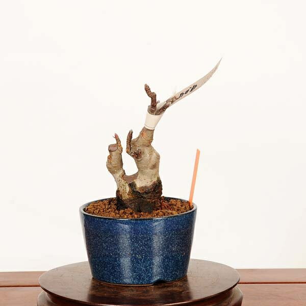 商品情報 樹種：姫りんご　品種：冬あかね　 撮影日：2026年02月13日 落葉樹。春に白地にピンクがかった色の可愛いお花が咲き、そこに実をつけます。 秋になり涼しくなると 赤く色づきます。 幹も太くてりっぱな一鉢です。 サイズ 樹高：約1...