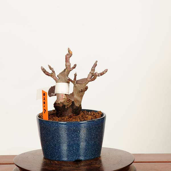 商品情報 樹種：姫りんご　品種：冬あかね　 撮影日：2026年02月13日 落葉樹。春に白地にピンクがかった色の可愛いお花が咲き、そこに実をつけます。 秋になり涼しくなると 赤く色づきます。 幹も太くてりっぱな一鉢です。 サイズ 樹高：約1...