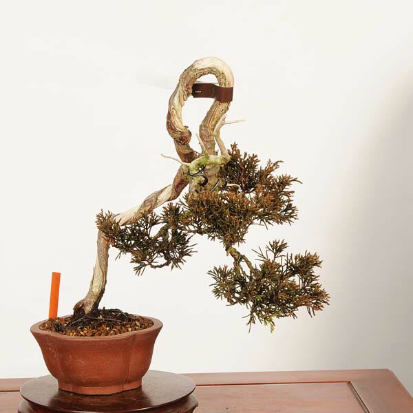 商品情報 樹種：糸魚川真柏 撮影日：2026年02月13日 常緑樹。 糸魚川真柏は葉性が細かく、盆栽に向いています。 幹の流れが面白い一鉢です。ジンも個性的です。 冬の寒さで、葉の色がやや茶色くなっていますが、 暖かい春になると、鮮やかな緑...