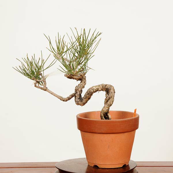 商品情報 樹種：赤松（アカマツ） 撮影日：2026年02月13日 常緑樹。やさしい葉姿と特徴的な味のある幹が魅力です。今は素焼き鉢なので、見ごたえが分かりにくいですが、 お好みの盆栽鉢に植えてもらうと、とてもかっこよくなります。 サイズ 樹...