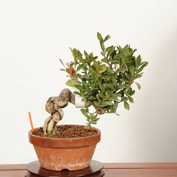 商品情報 樹種：実成くちなし 撮影日：2026年02月13日 常緑樹。初夏に白い花が咲き、そこに実をつけます。 古味を帯び、ずっしり太くくねった幹が魅力です。 今は鉢なので見ごたえが分かりにくいですが、 お好みの盆栽鉢に植えてもらうと、かっ...