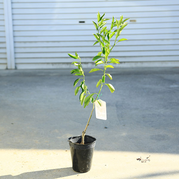 商品説明不知火とハルミは姉妹品種で清見とポンカンを交配して育成された交雑品種です。プチプチした触感で、薄皮ごと食べられる不知火とならぶ人気品種。年明けごろから店頭に並ぶので、春見といわれる。科目：ミカン科／属名：ミカン属 ／耐寒性常緑低木／...