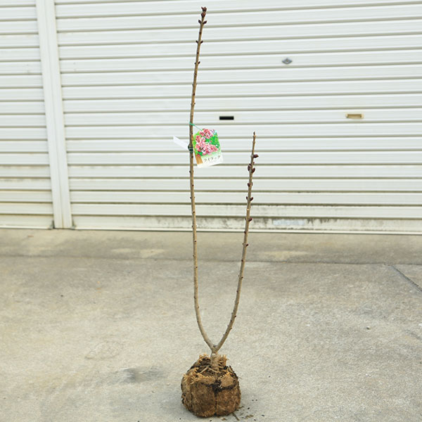 商品説明 落葉高木 樹種：ライラック（リラ） 撮影日：2月　 4-5月に美しいお花を咲かせます。芳香木としても利用されることが多く耐寒性が強く庭植えとしても人気が高いです。 ＊ポットでのお届けとなる場合がございます。 ＊数量物商品のため、枝...