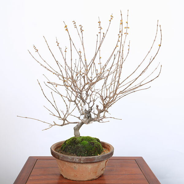 商品説明 満月ロウバイ 撮影日：2月　 落葉樹。 1月の誕生木です。お花が少ない1-2月に鮮やかな黄色の花が咲きます。 病害虫も少なく、育てやすい樹種です。 ＊写真の現品商品となります。 ＊お花が終了次第、細枝を軽く剪定いたしますので、樹高...