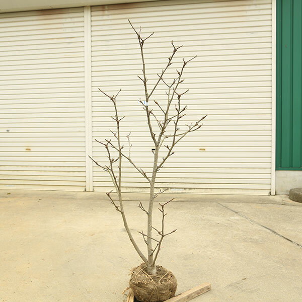 9480oh商品説明樹種：ニシキモクレン落葉高木樹ハクモクレンと紫モクレンの交雑種で、花の裏の白色と花表の紫色のコントラストが美しい品種です。撮影：2月＊写真の現品商品のお届けとなります。＊お花はついていない場合がありますので、ご了承くださ...