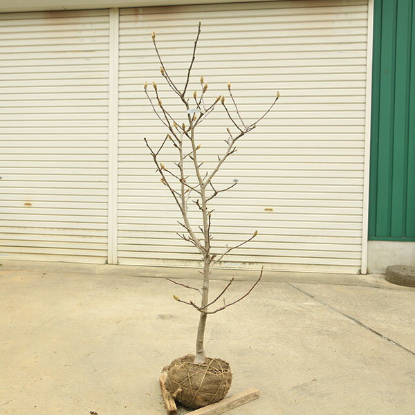 9480oh商品説明樹種：ニシキモクレン落葉高木樹ハクモクレンと紫モクレンの交雑種で、花の裏の白色と花表の紫色のコントラストが美しい品種です。撮影：2月＊写真の現品商品のお届けとなります。＊お花はついていない場合がありますので、ご了承くださ...