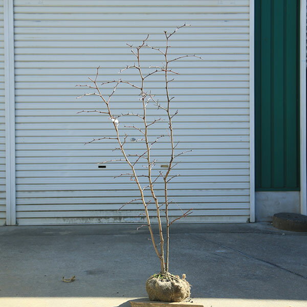 商品説明 一才棗　 撮影日：2月　 開花時期：4月〜5月 落葉中高木。豊産性で若木のうちから、実がなる一才性のナツメです。 自家結実性があり、一本で実がなります。 ナツメは少し心配するくらい春の芽出しが遅いのも特徴です。 ＊写真の現品商品と...