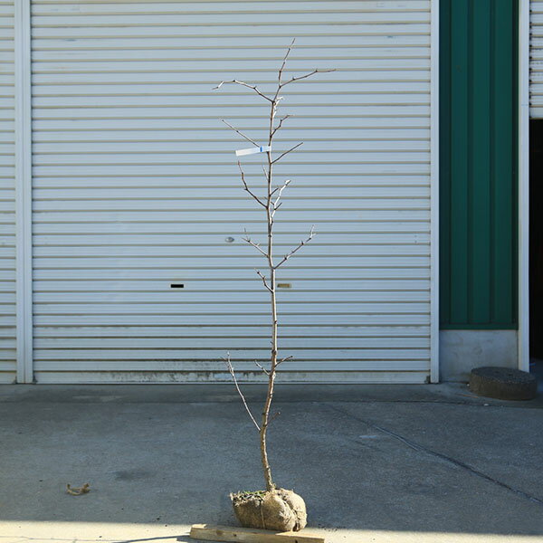 商品説明 一才棗　 撮影日：2月　 開花時期：4月〜5月 落葉中高木。豊産性で若木のうちから、実がなる一才性のナツメです。 自家結実性があり、一本で実がなります。 ナツメは少し心配するくらい春の芽出しが遅いのも特徴です。 ＊写真の現品商品と...